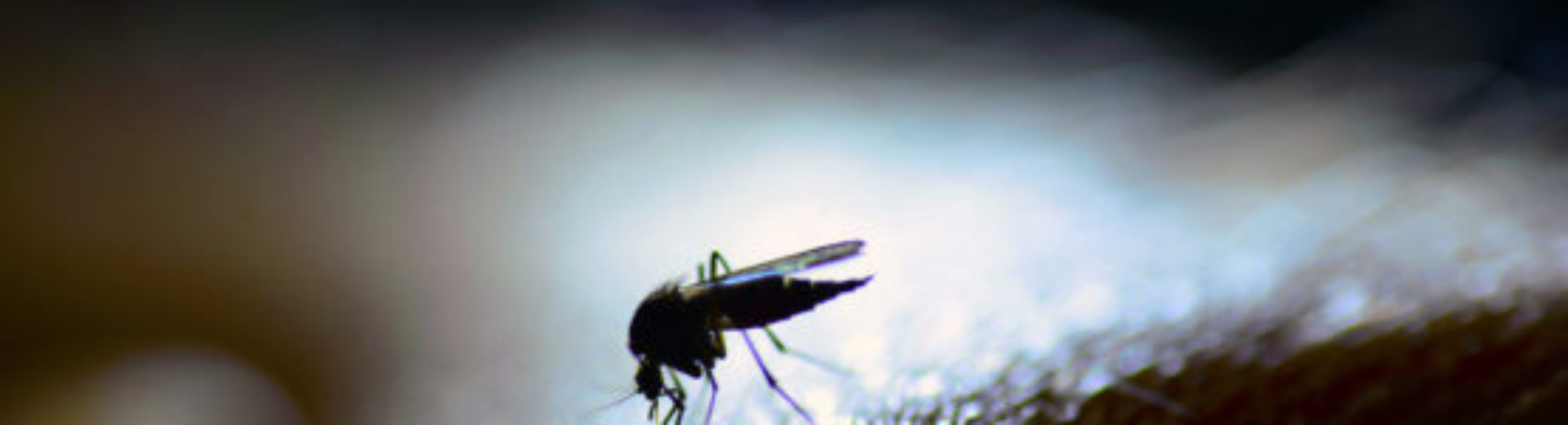 As the globe warms, mosquitoes will roam beyond their current habitats ...